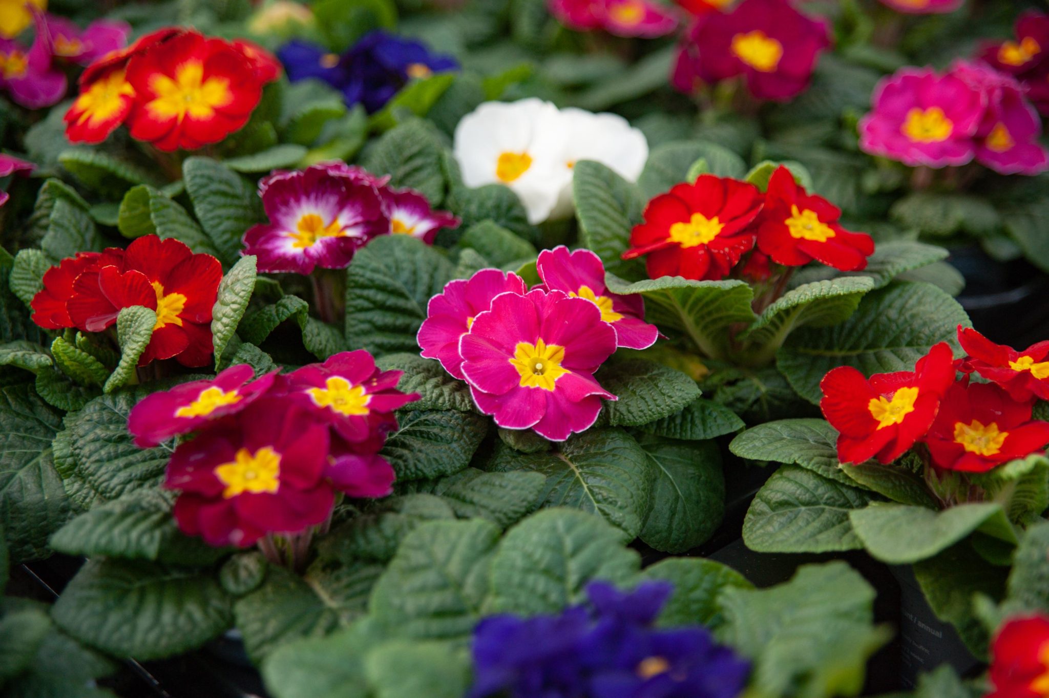 Plants - Walkers Nurseries