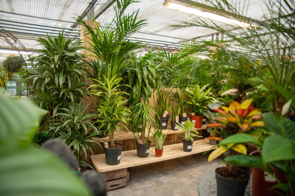 Plants - Walkers Nurseries